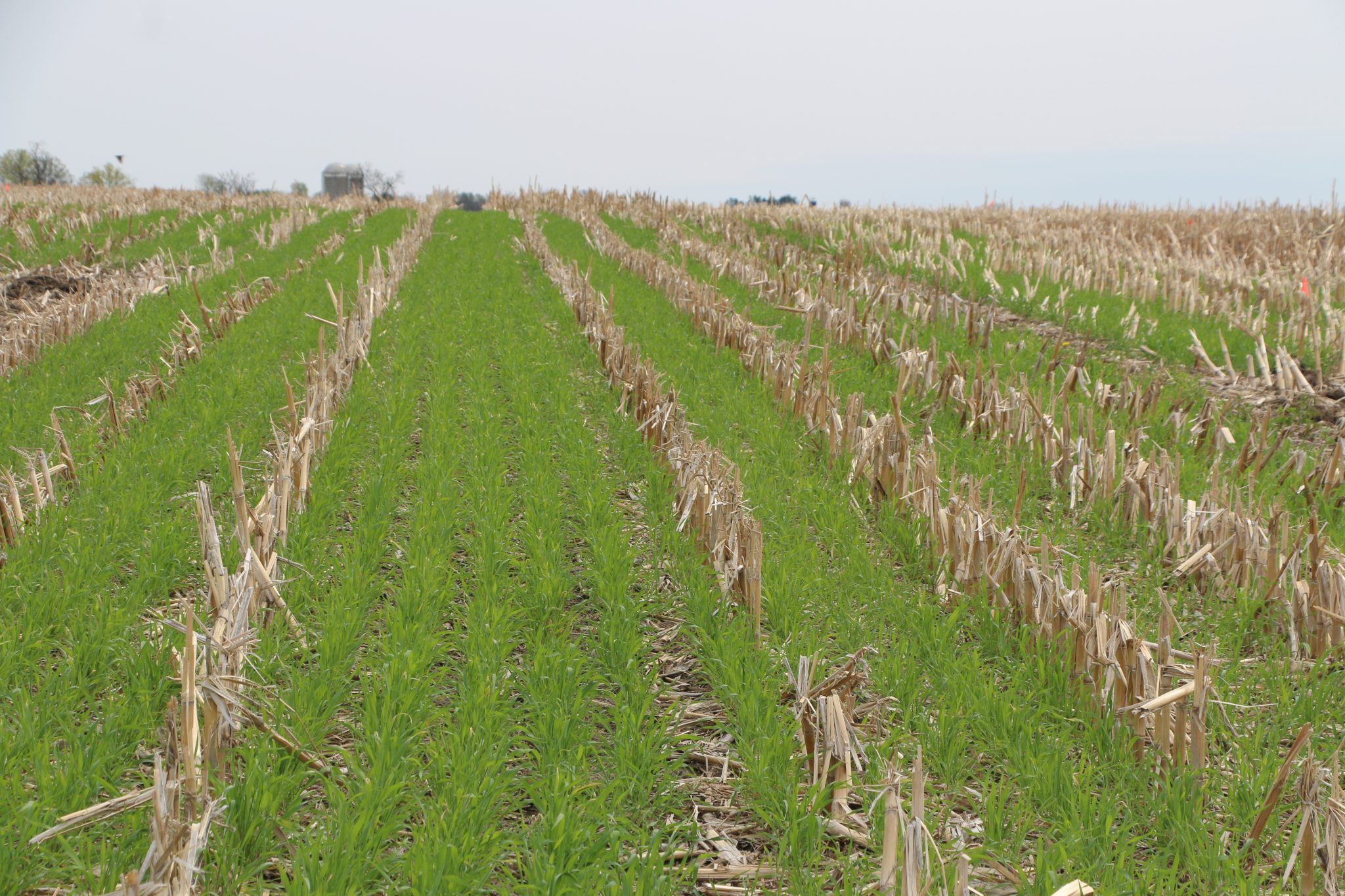 CCROP Gallery – Center for Integrated Agricultural Systems