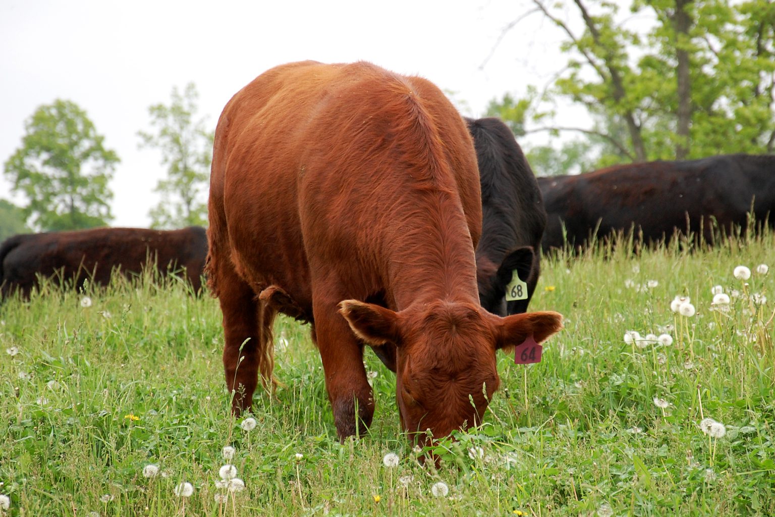 Farm Viability – Center for Integrated Agricultural Systems