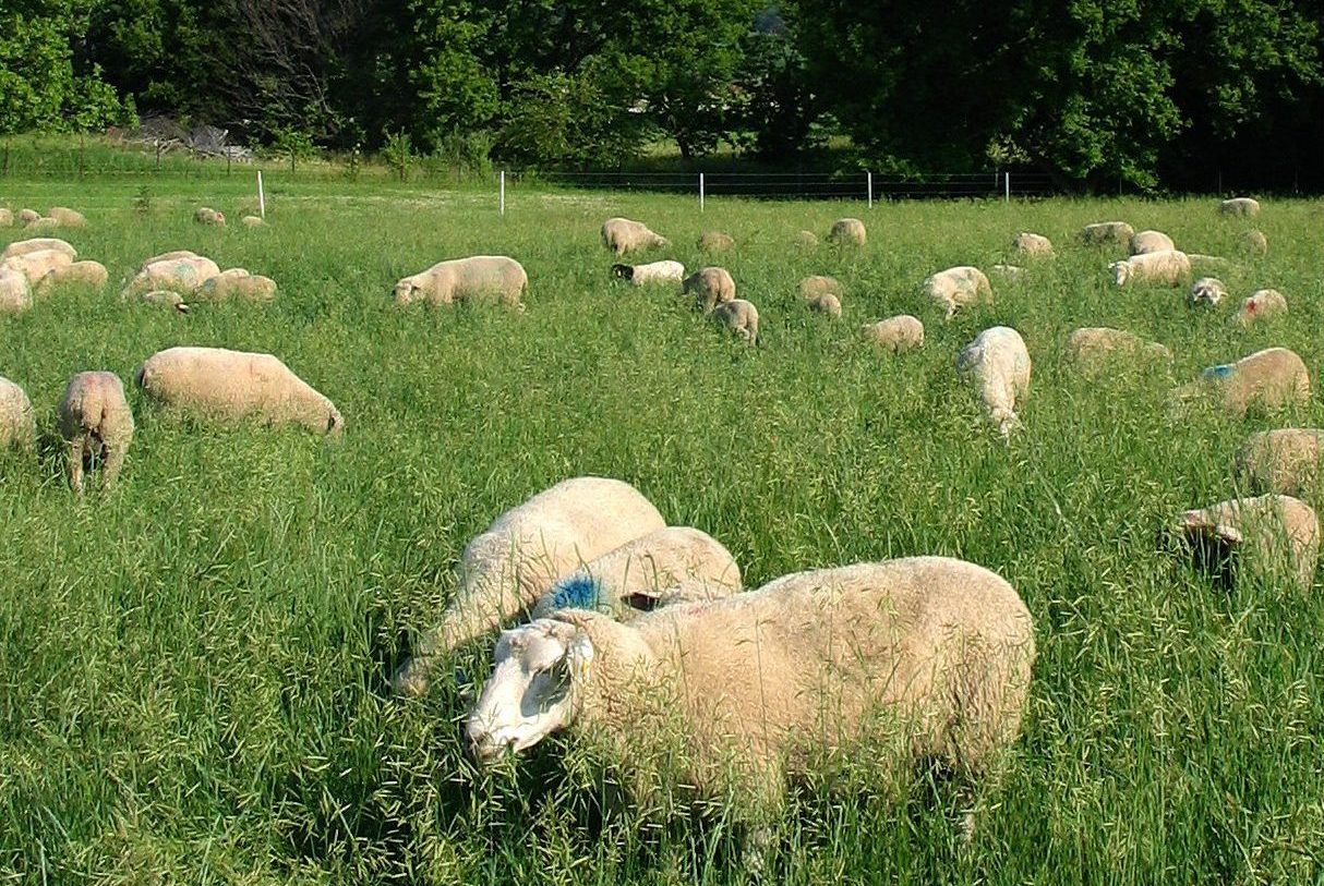 Farm Viability – Center for Integrated Agricultural Systems