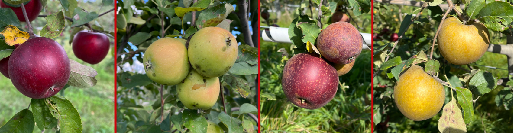 Introduction to Growing Cider Apples – Center for Integrated ...
