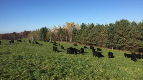 Pasture-Based Beef Enterprise Calculator – Center for Integrated ...